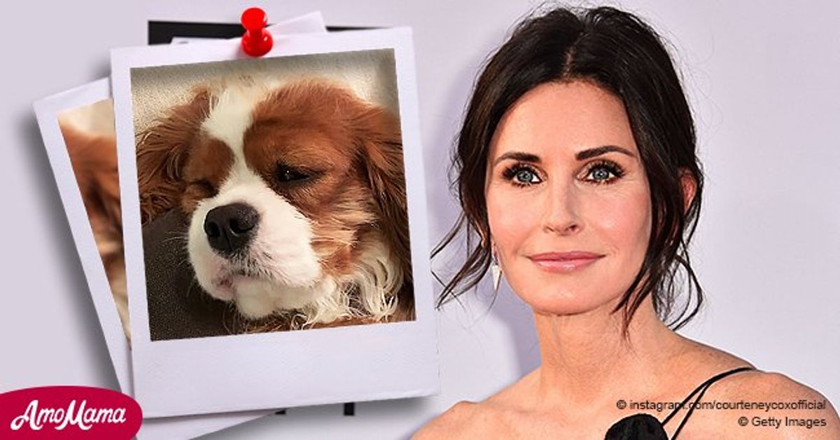 Courteney Cox's Dogs Reportedly Rescued by Good Samaritan after They ...