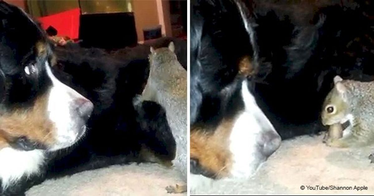 Video shows squirrel trying to hide a nut in dog’s fur, and its bemused ...