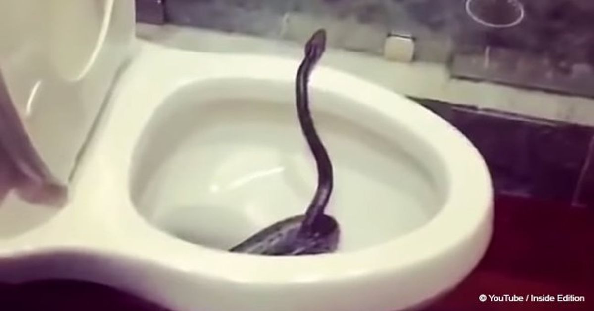 Scary video of snake that crawled into the toilet of a private house