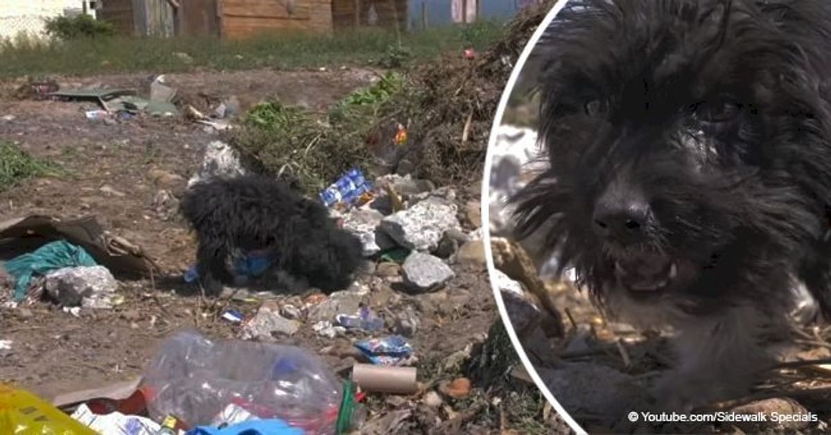 Dramatic video shows a puppy abandoned at a dump, trying to find food ...