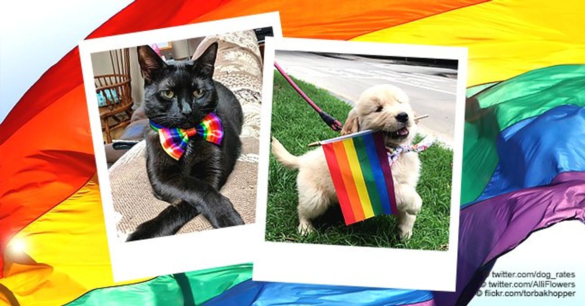 People Show off Their Cute Pets Wearing Rainbow Outfits in Honor of ...