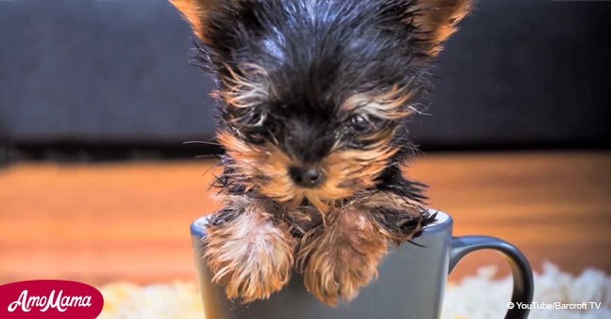 This tiny terrier is a top contender for the smallest dog in the world