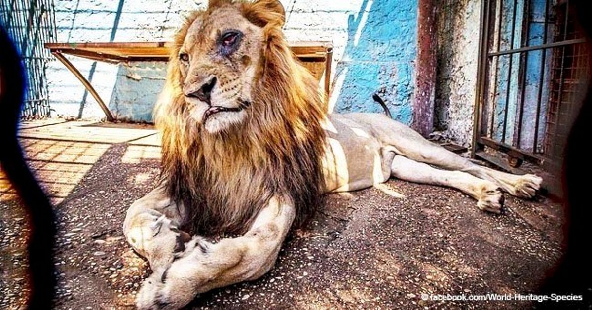 Distressing images of zoo animal's mistreatment causes rage on social ...