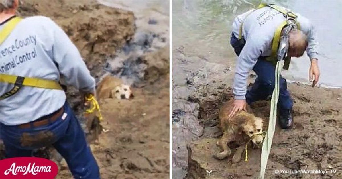 Dog was 'miraculously' rescued from muddy river
