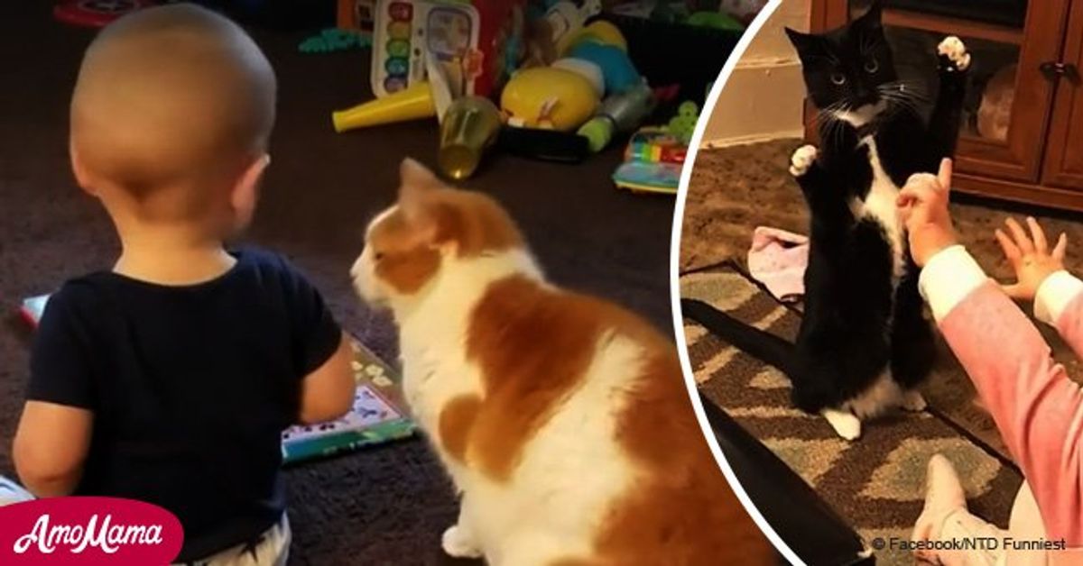 Compilation video shows babies with their cats