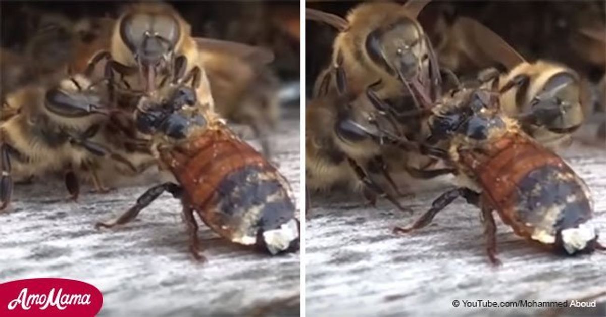 Viral video shows bees working together to save their 'friend' from dying
