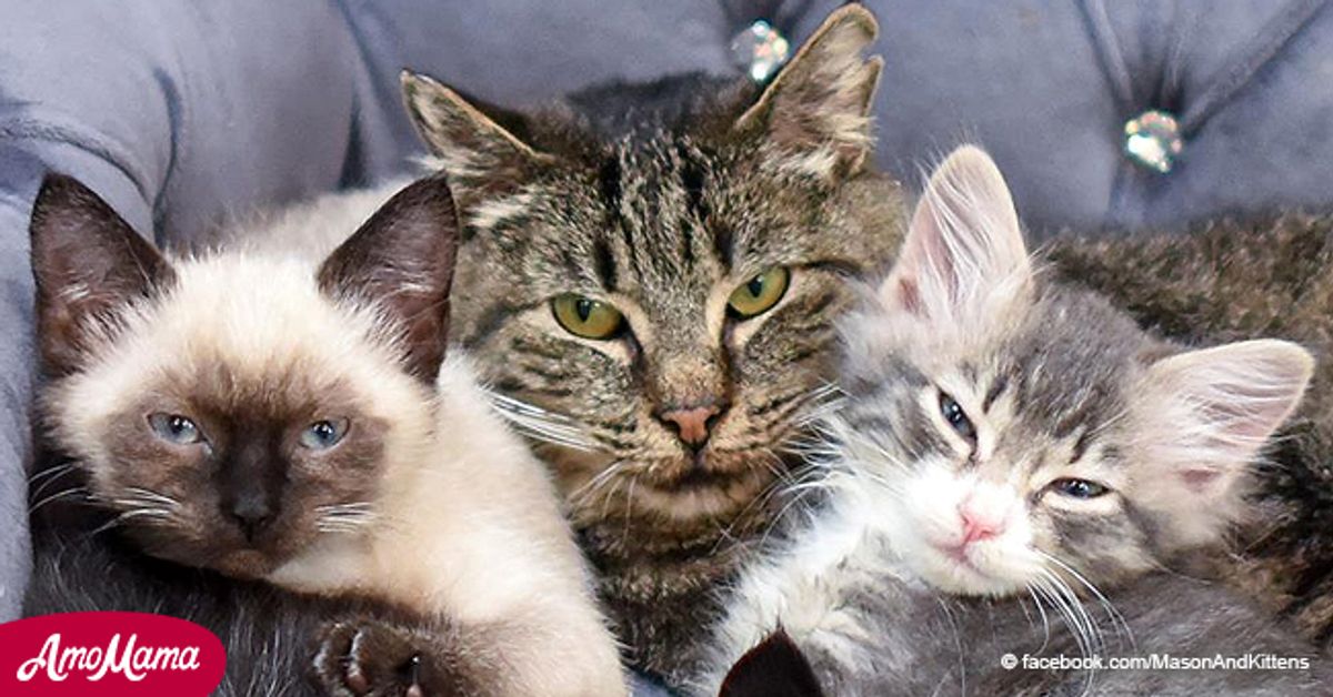 Famous Internet Cat Grandpa Mason Passes Away after Long Battle with ...