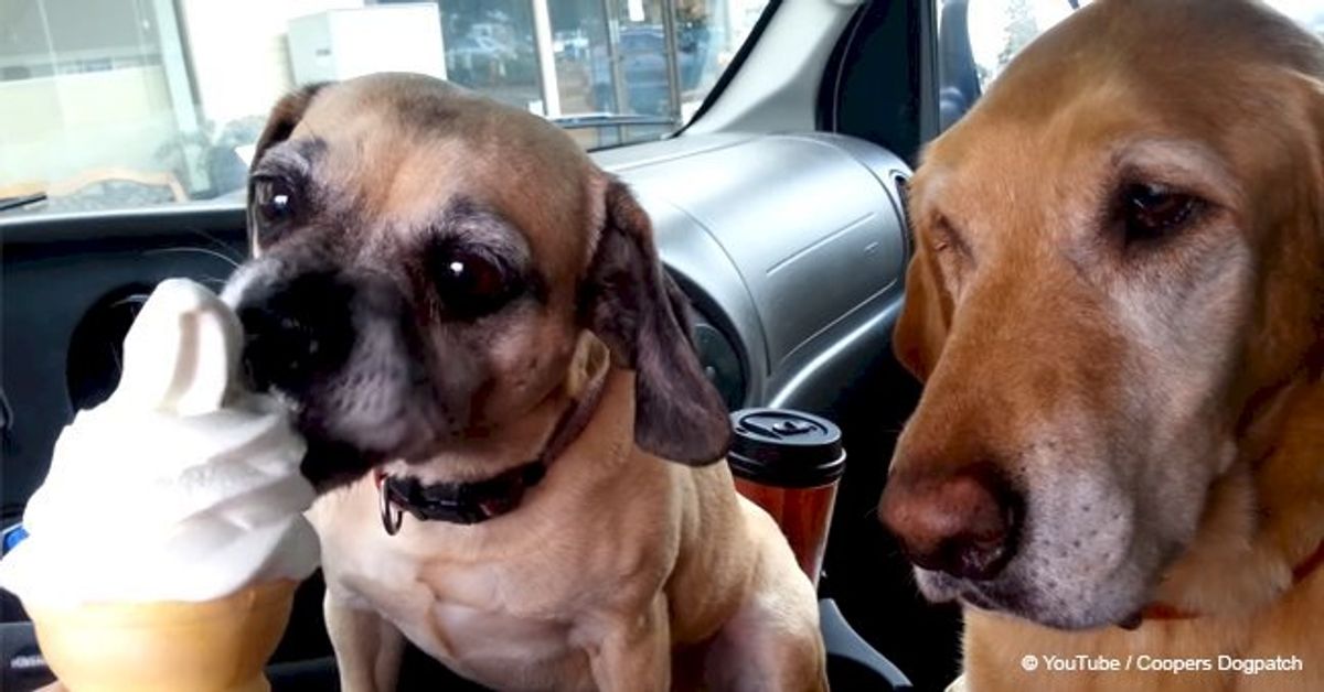 Funny video of two little dogs tasting ice-cream will make you burst ...