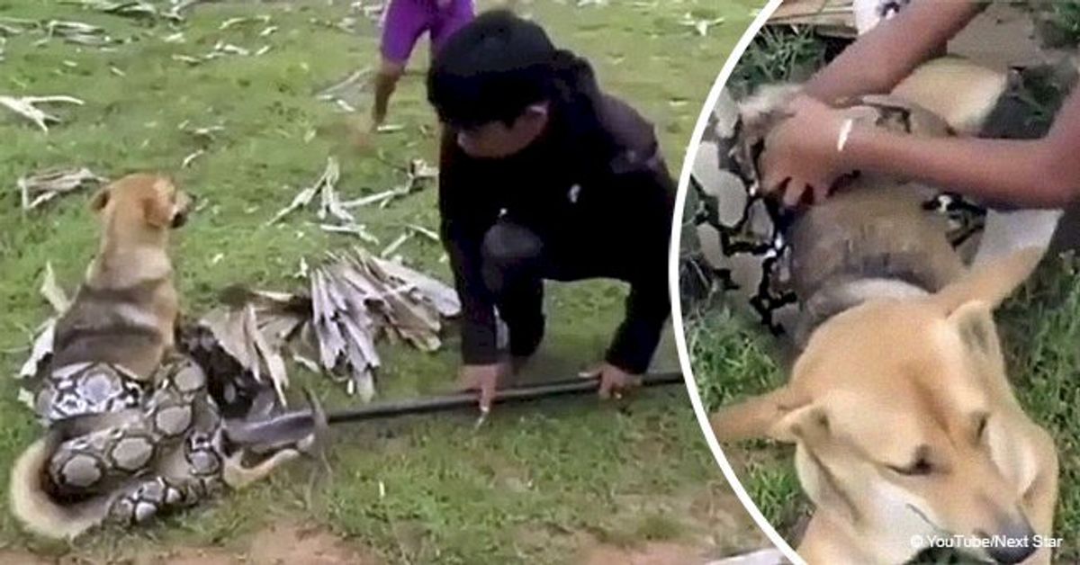 Giant snake catches dog in a death grip, but brave kids are ready to ...