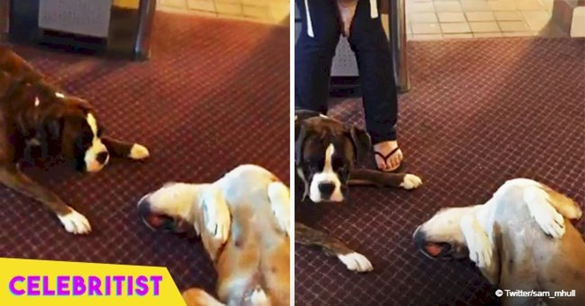 Dog freaks out and won't stop crying when his furry friend plays dead ...
