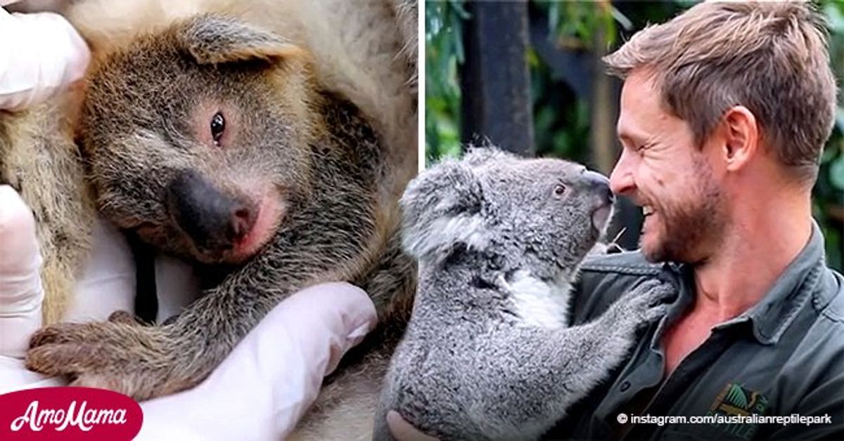 Australian Wildlife Park Celebrates Birth of 1st Baby Koala since ...