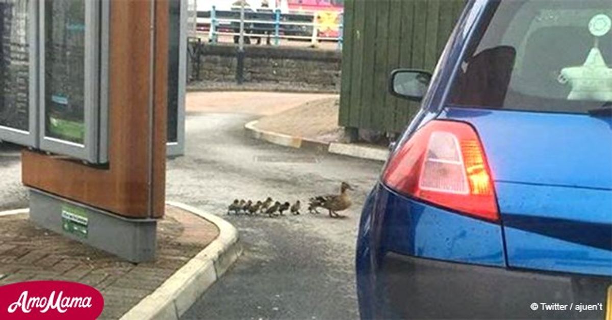 Kids distraught after seeing driver run over ducklings in McDonald's ...