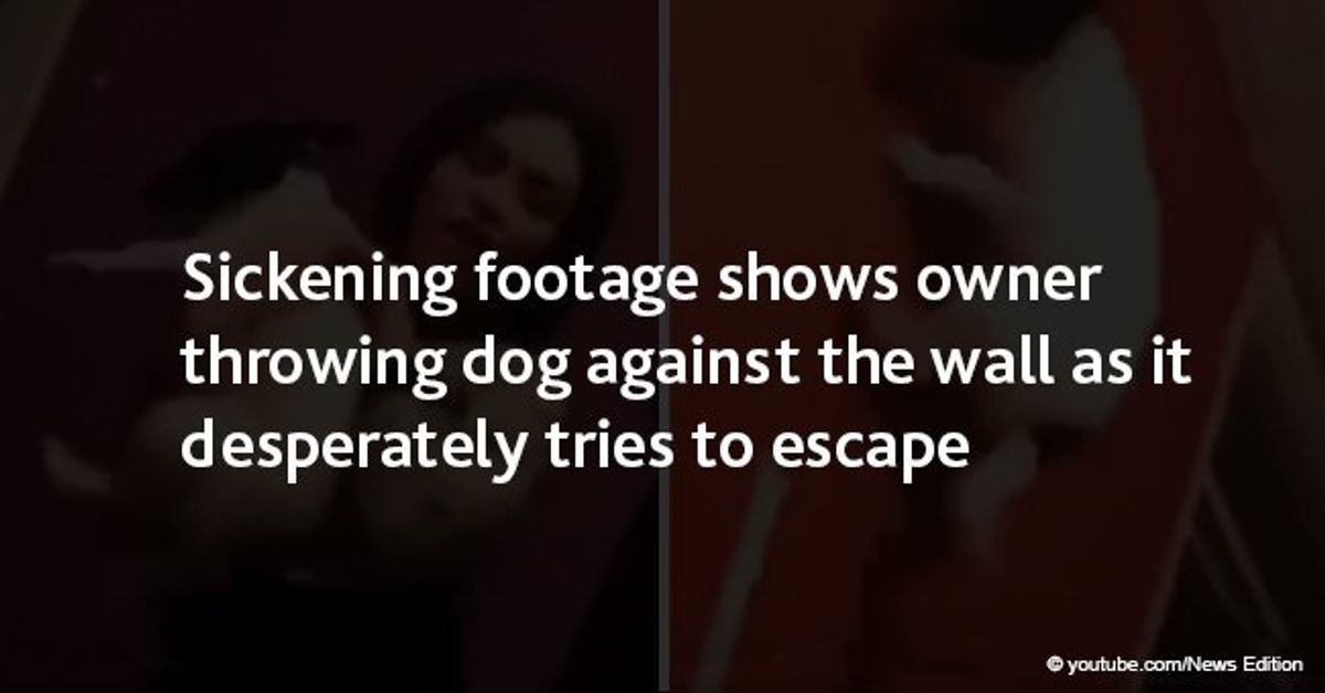 Sickening footage shows owner throwing dog against wall as it ...
