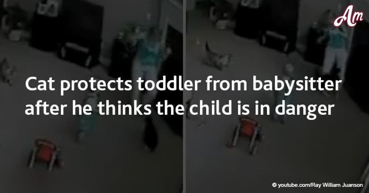 Cat protects toddler from babysitter after he thinks the child is in danger