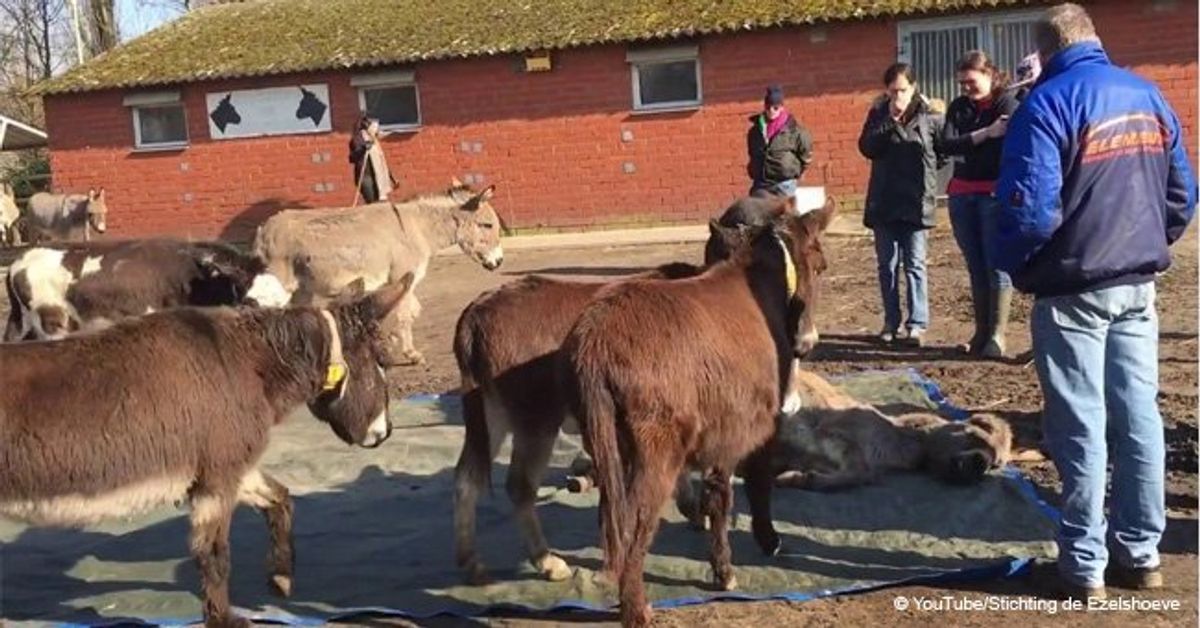 Emotional moment when crying donkeys say goodbye to a friend that passed