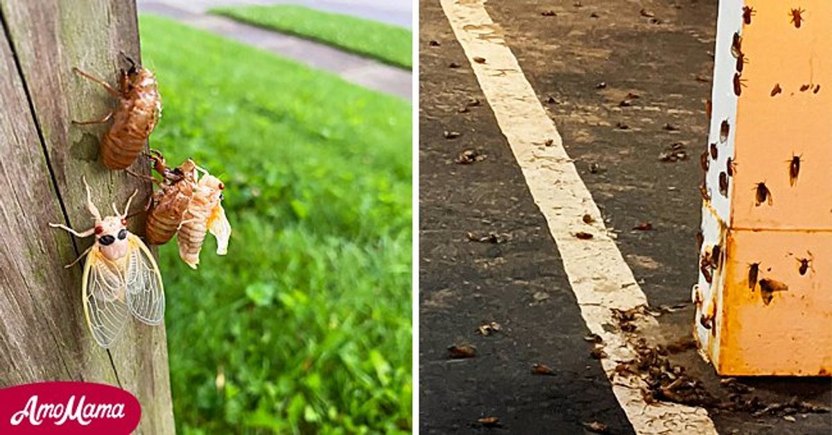 US Cicada Invasion Blows up Twitter as Users Share Photos and Tips