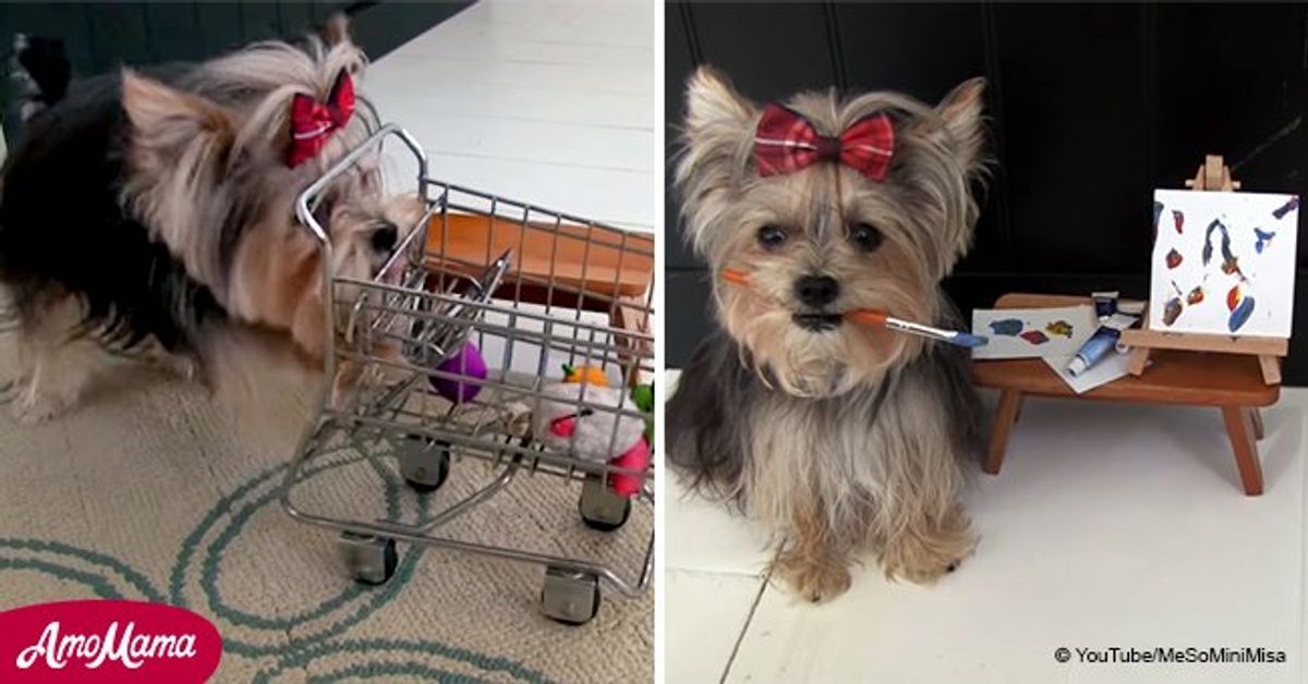 Little Yorkie becomes internet sensation with bag full of tricks