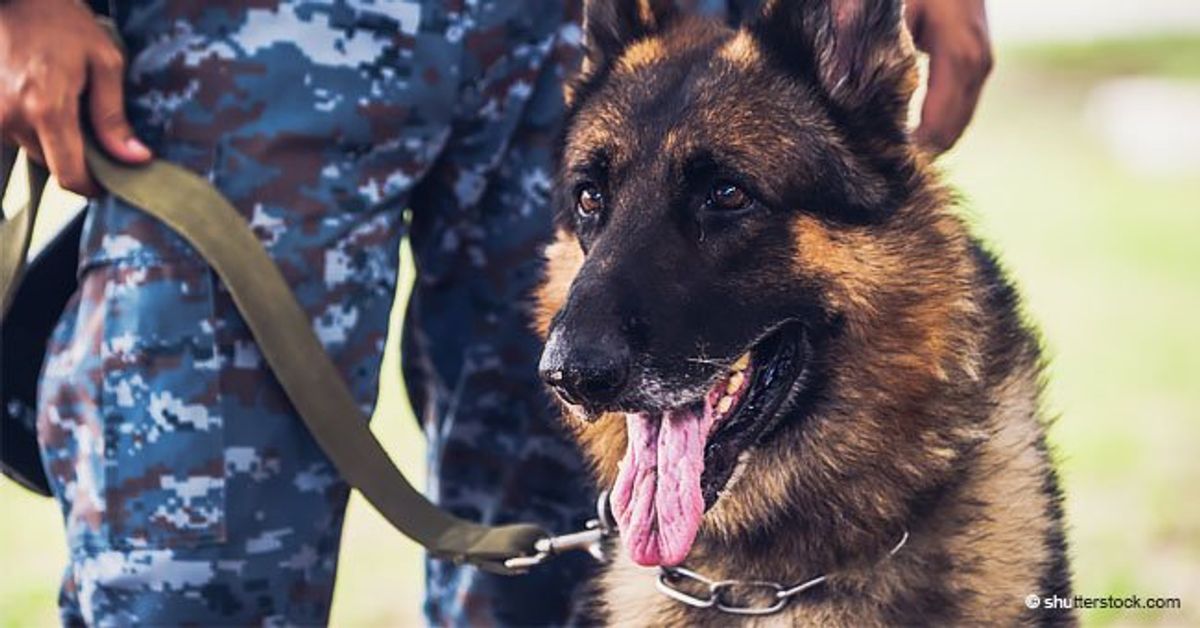 Outrage after British Army has put down over 1000 old military dogs