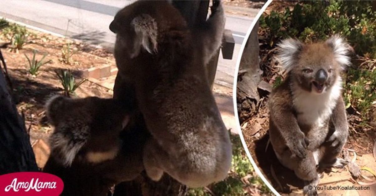 Sad little koala throws terrible tantrum after being kicked out of a tree
