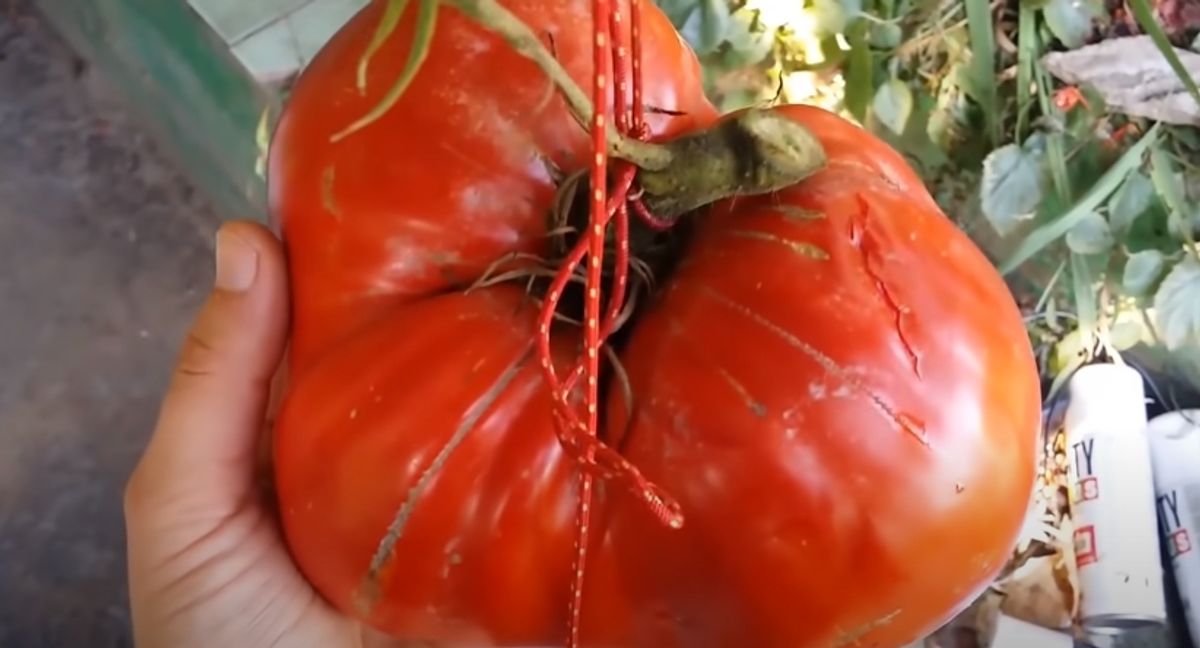 30 The Biggest Fruits and Vegetables Ever Grown