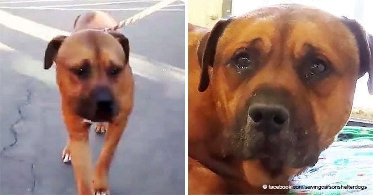 Dog can't stop crying after realizing he's been abandoned at a shelter