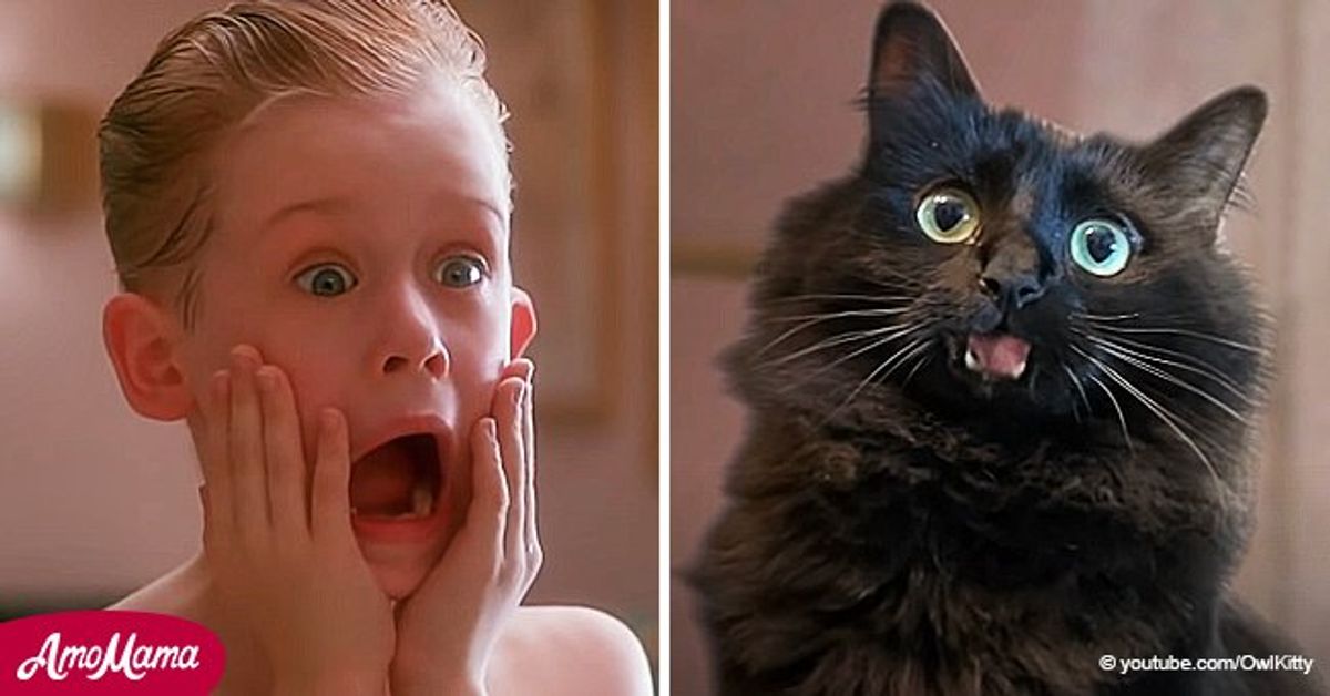 Man Recreates Iconic 'Home Alone' Scenes by Featuring His Black Cat in ...