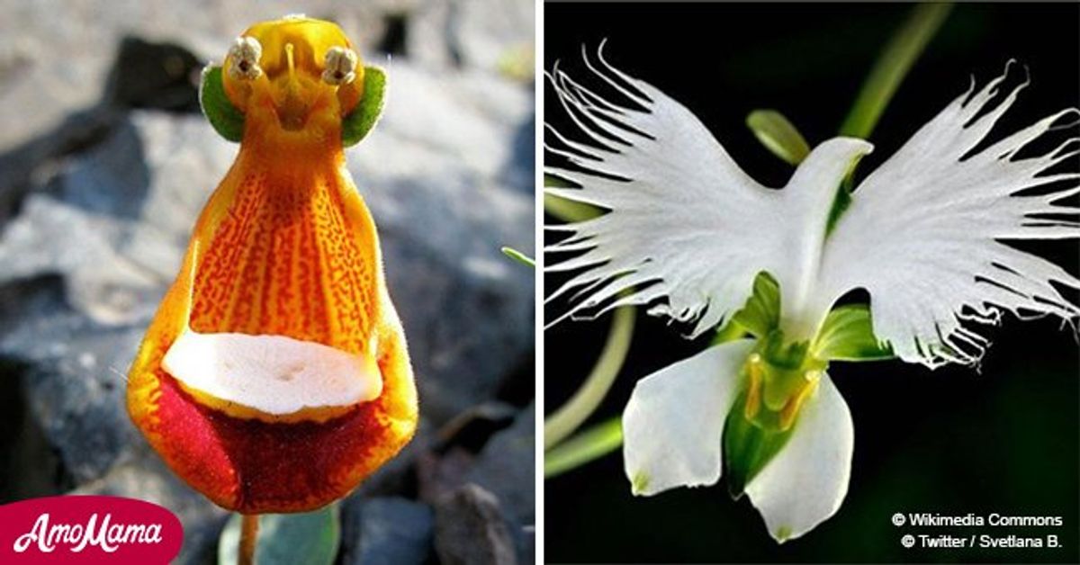 These flowers look like something else altogether
