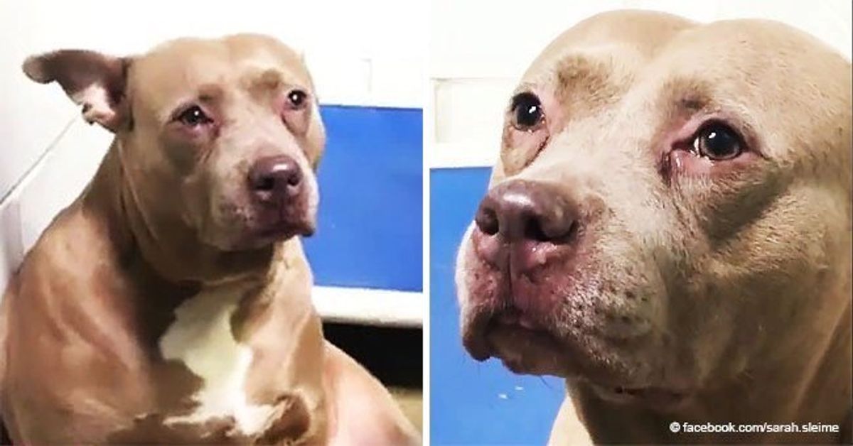 Sad pit bull can't stop crying at shelter after being used for breeding ...
