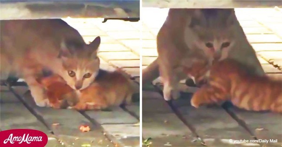 Mother kitten who simply refuses to leave her baby behind is captured ...