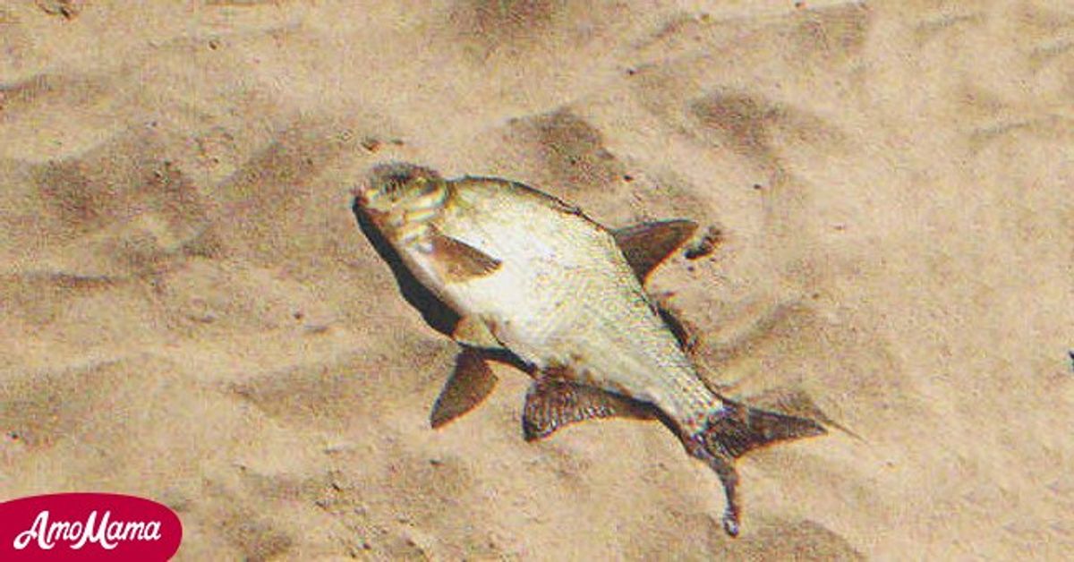 Poor Man Catches Only One Fish, Everyone Mocks Him until He Discovers ...