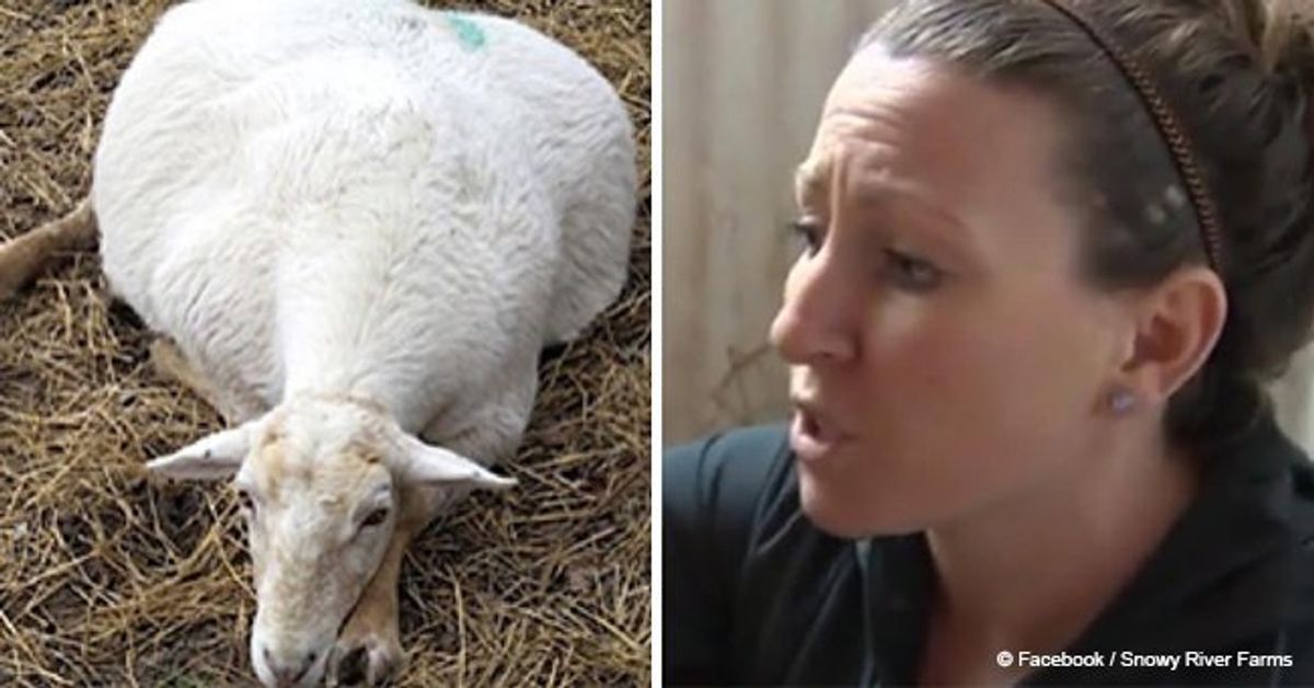 Woman goes to say goodbye to gravely ill pregnant sheep but saw 4 lambs ...