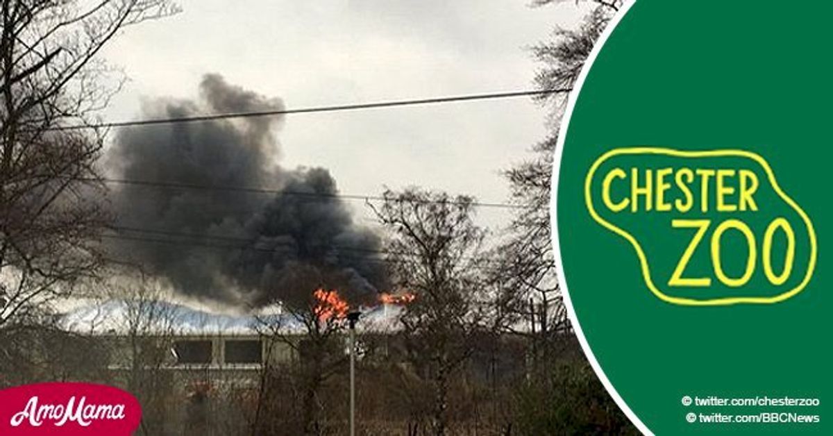 Major fire at Chester Zoo threatens the lives of thousands of visitors ...