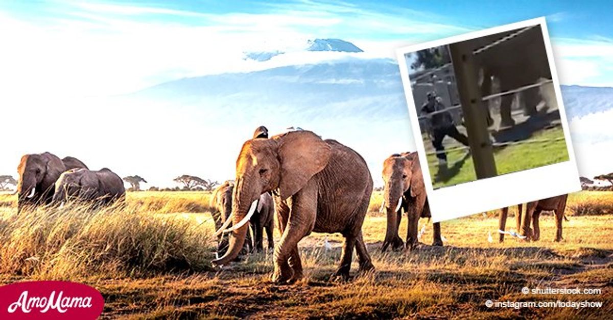 Man Arrested after Bringing His Child to an Elephant Habitat and ...