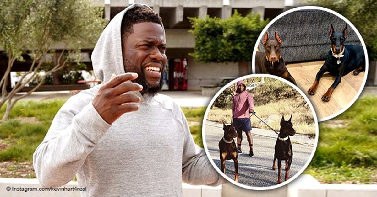 Kevin Hart from 'Jumanji' Goes for a Walk with His Dobermans Roxy ...
