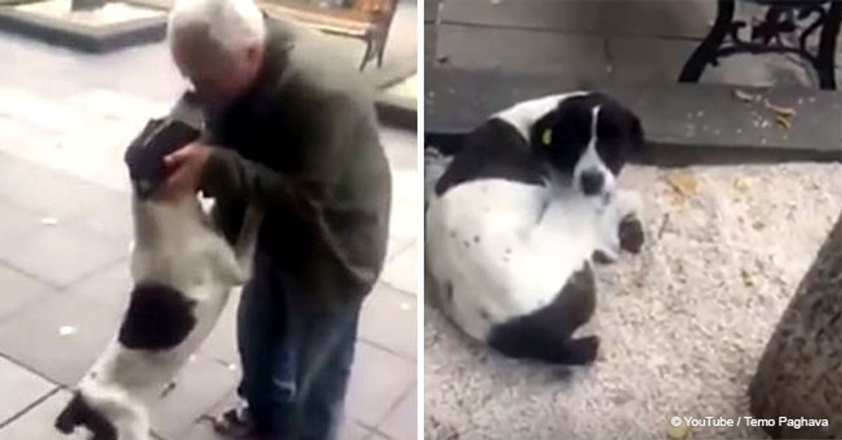 Man spots dog he lost 3 years ago in the street, and camera captures ...