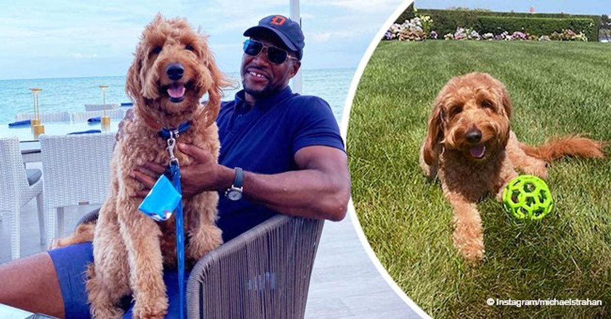 Michael Strahan Celebrates His Dog Enzo's 4th Birthday – Check Out ...