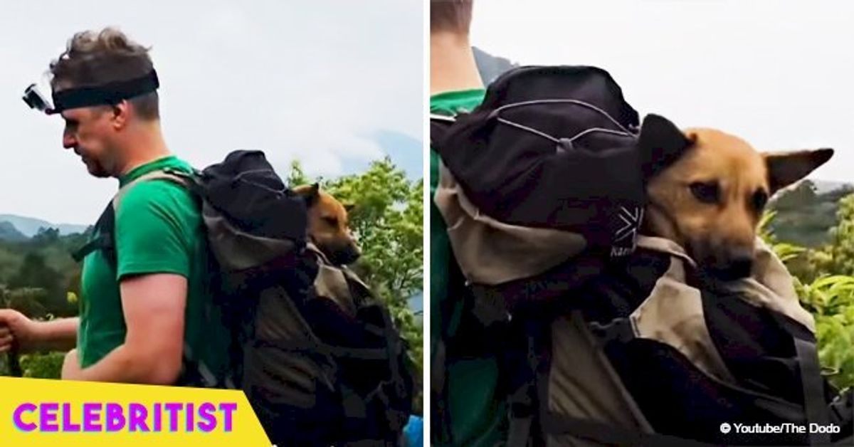 Severely injured dog saved by two good Samaritans after they were ...