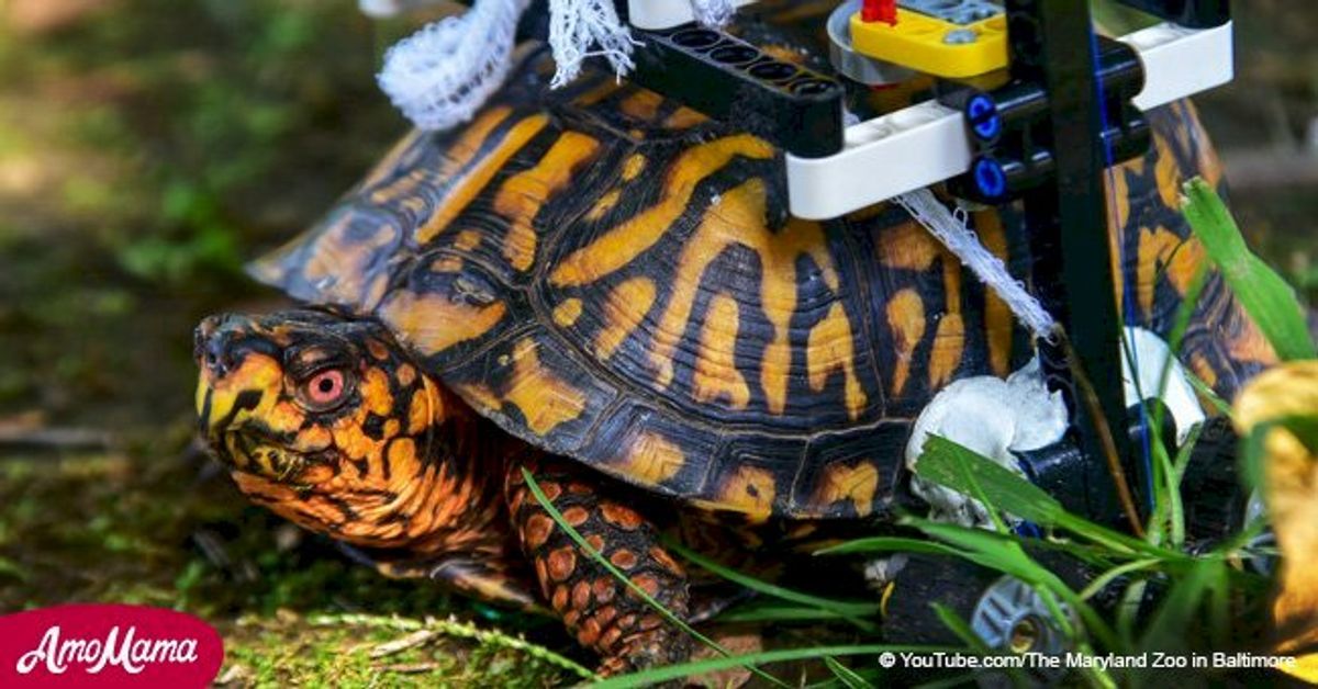 Injured turtle gets a wheelchair made from parts of a popular children ...