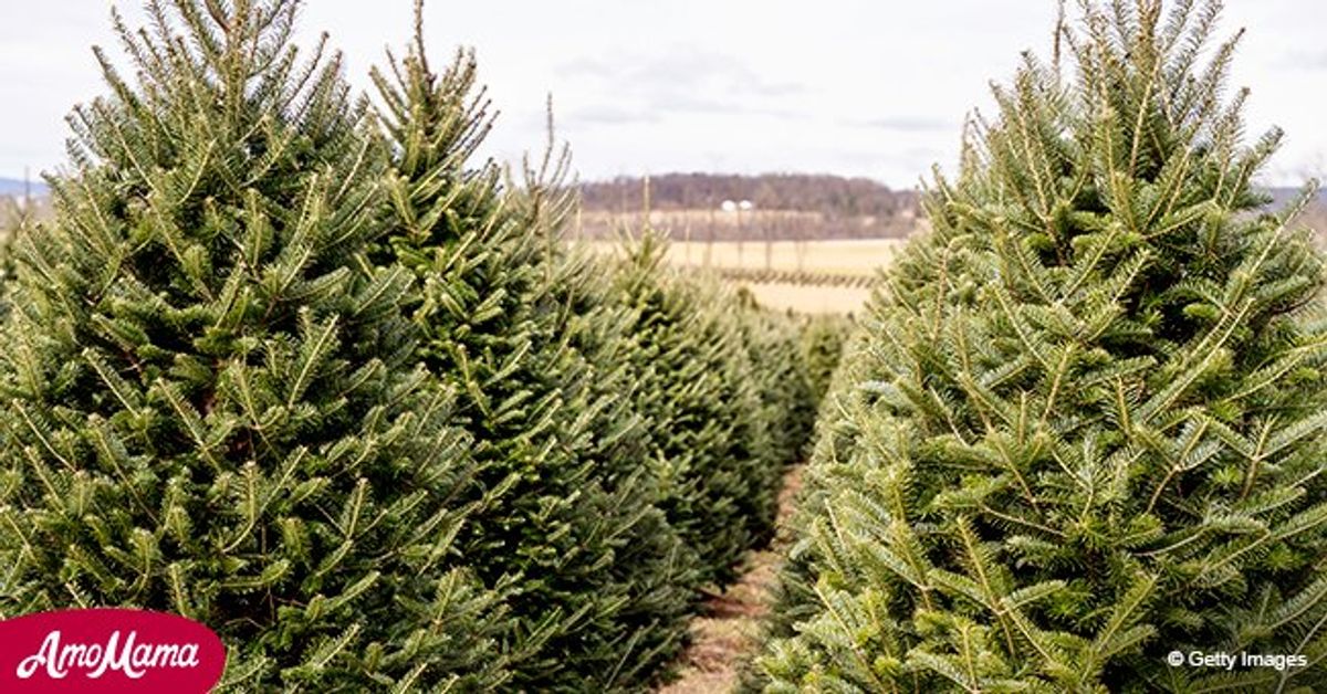 Useful Tips to Choose the Best Live Christmas Tree and Take Care of Them