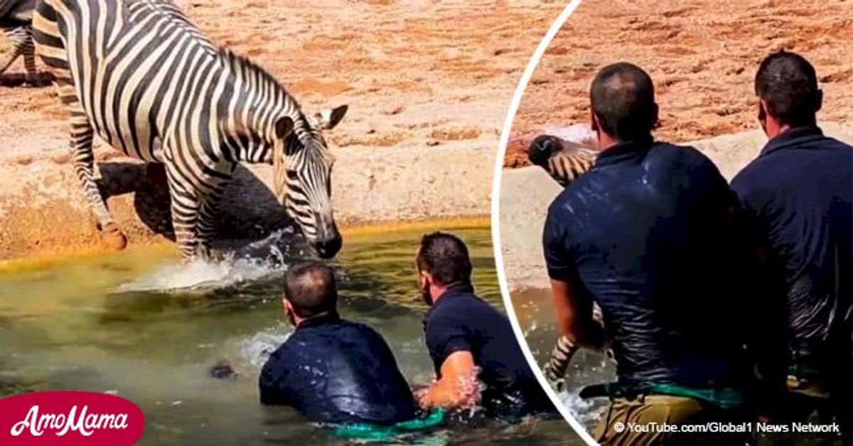 Men rush to save a helplessly drowning newborn zebra and its reunion ...