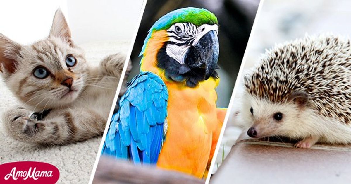 Find Out Your Best Pet Match Based on Your Zodiac Sign