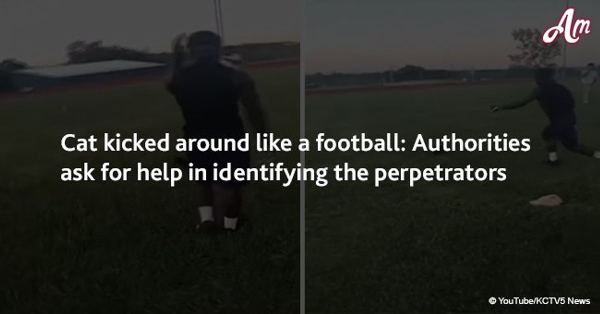 Cat kicked like football: authorities ask for help in identifying the ...
