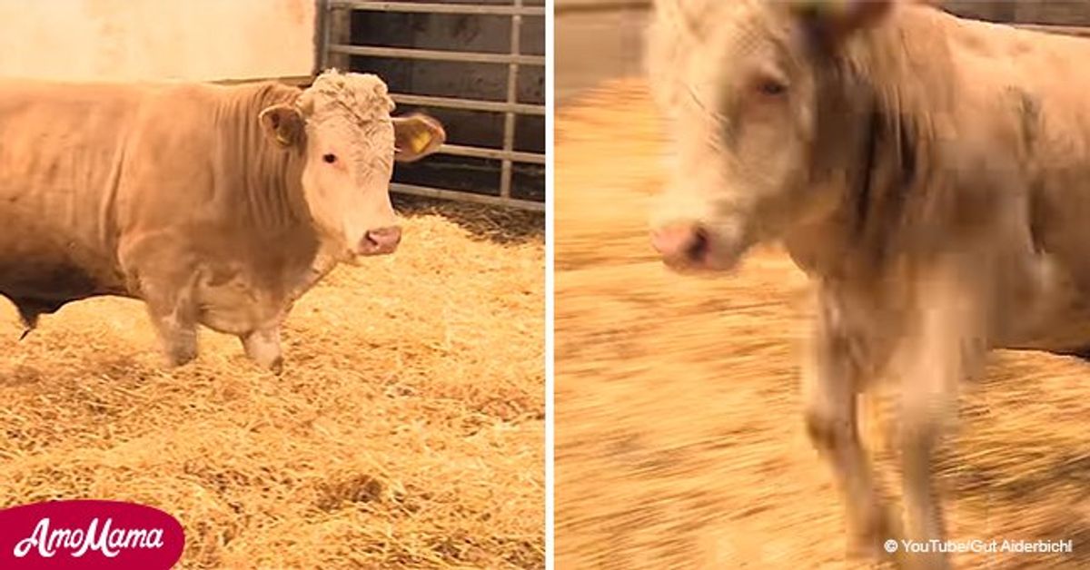 Previously chained bull jumps for joy when experiencing freedom for ...