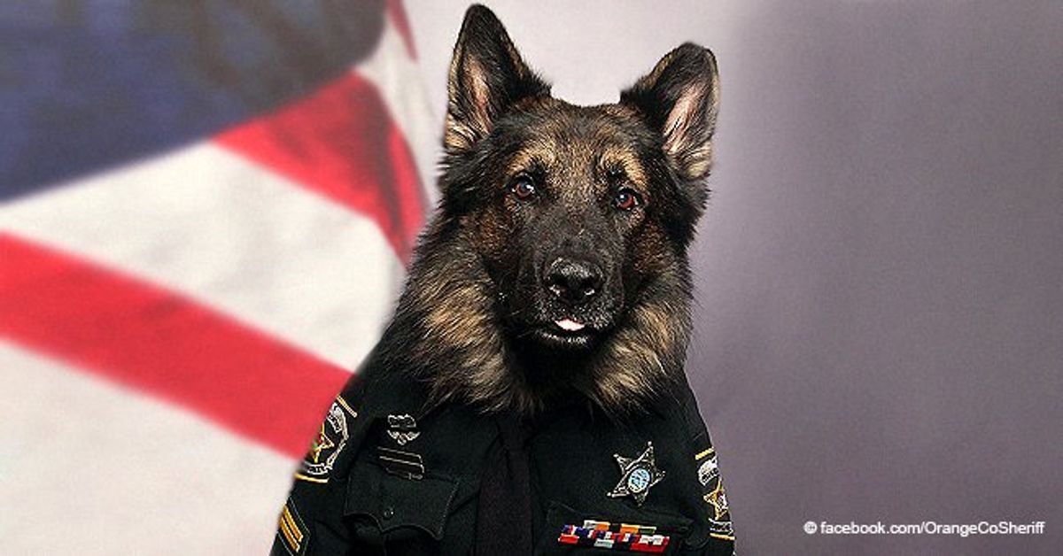 Police Dog, Chico, Steals Hearts Posing for His Official K-9 Badge Photo in a Uniform and Tie