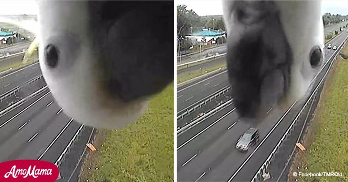 Curious cockatoo checking out traffic camera becomes an instant ...