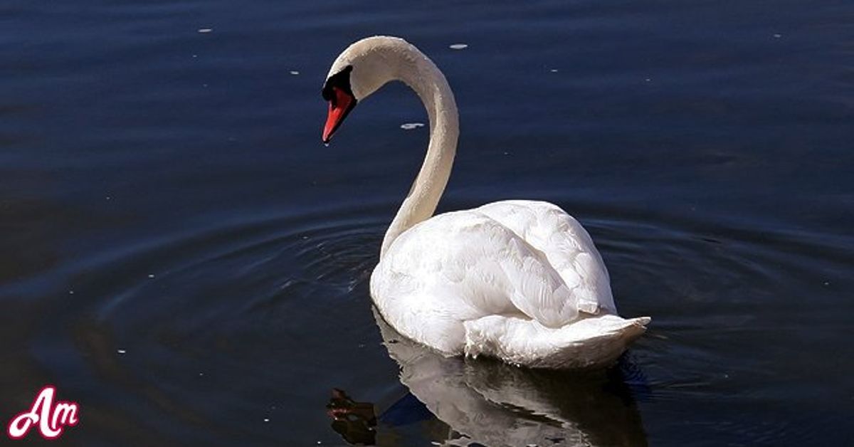 Mother Swan 'Died from a Broken Heart' in 2020 after Vandals Smashed ...