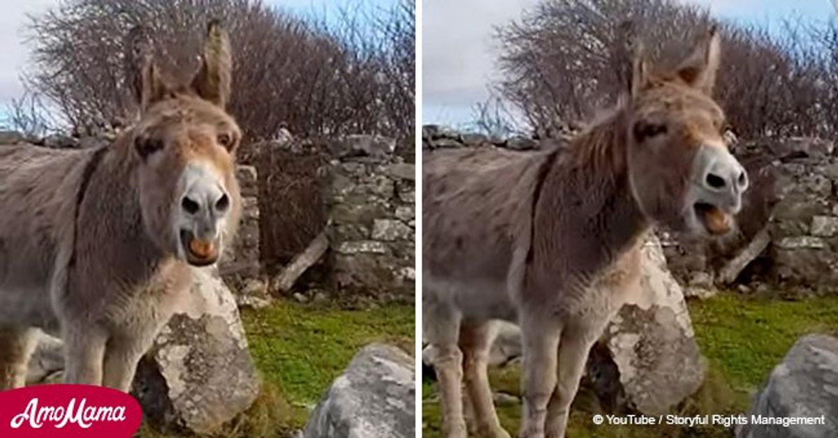 Cute donkey sings out an incredibly high note as she enthusiastically ...