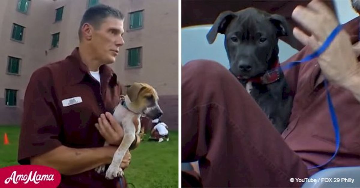 Prison inmates taking care of shelter dogs help change their lives and ...