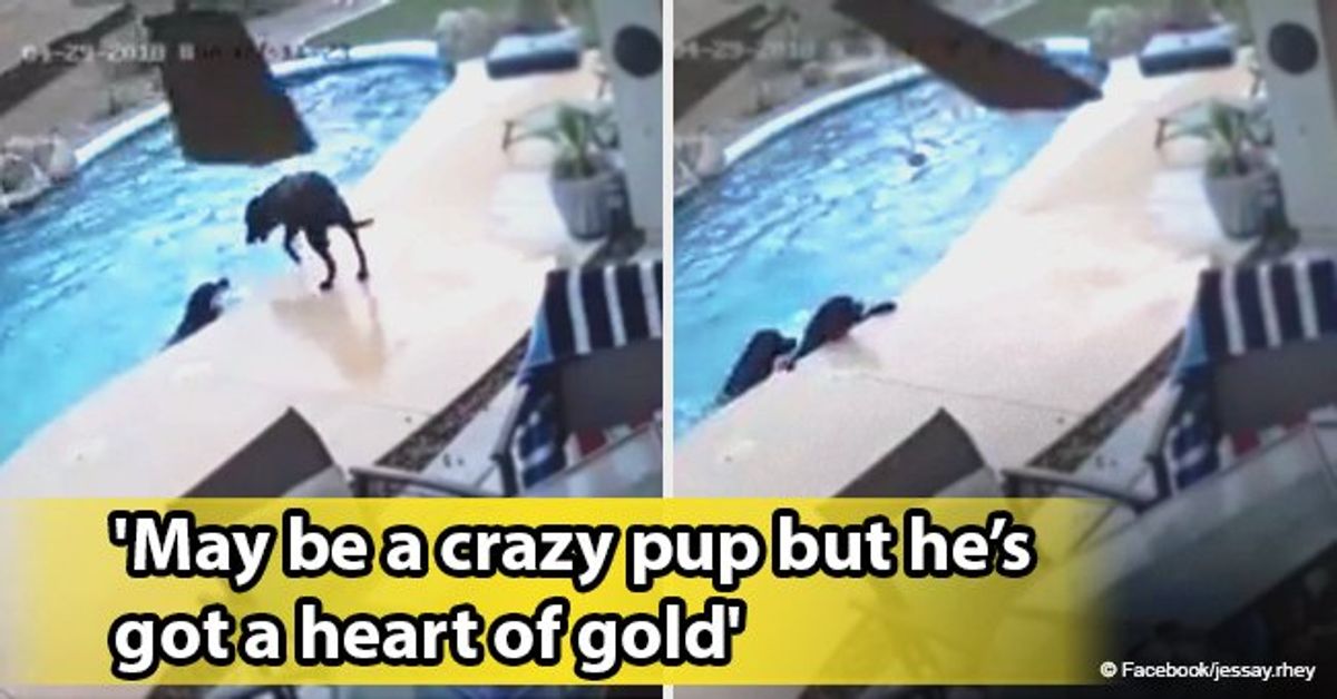 Video of heroic dog rescuing his canine buddy from drowning in pool ...