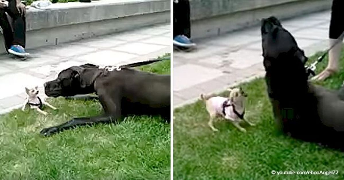 Cheeky chihuahua tries her best to fight a Great Dane in this hilarious ...